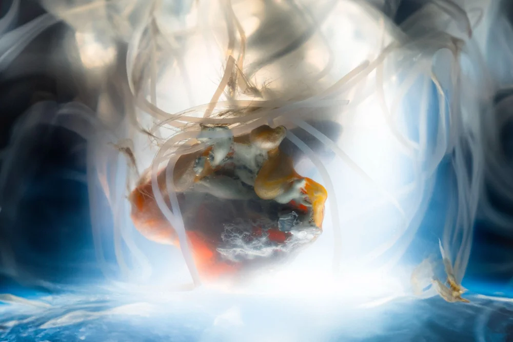 Primordial Beauty - COEVAL Magazine