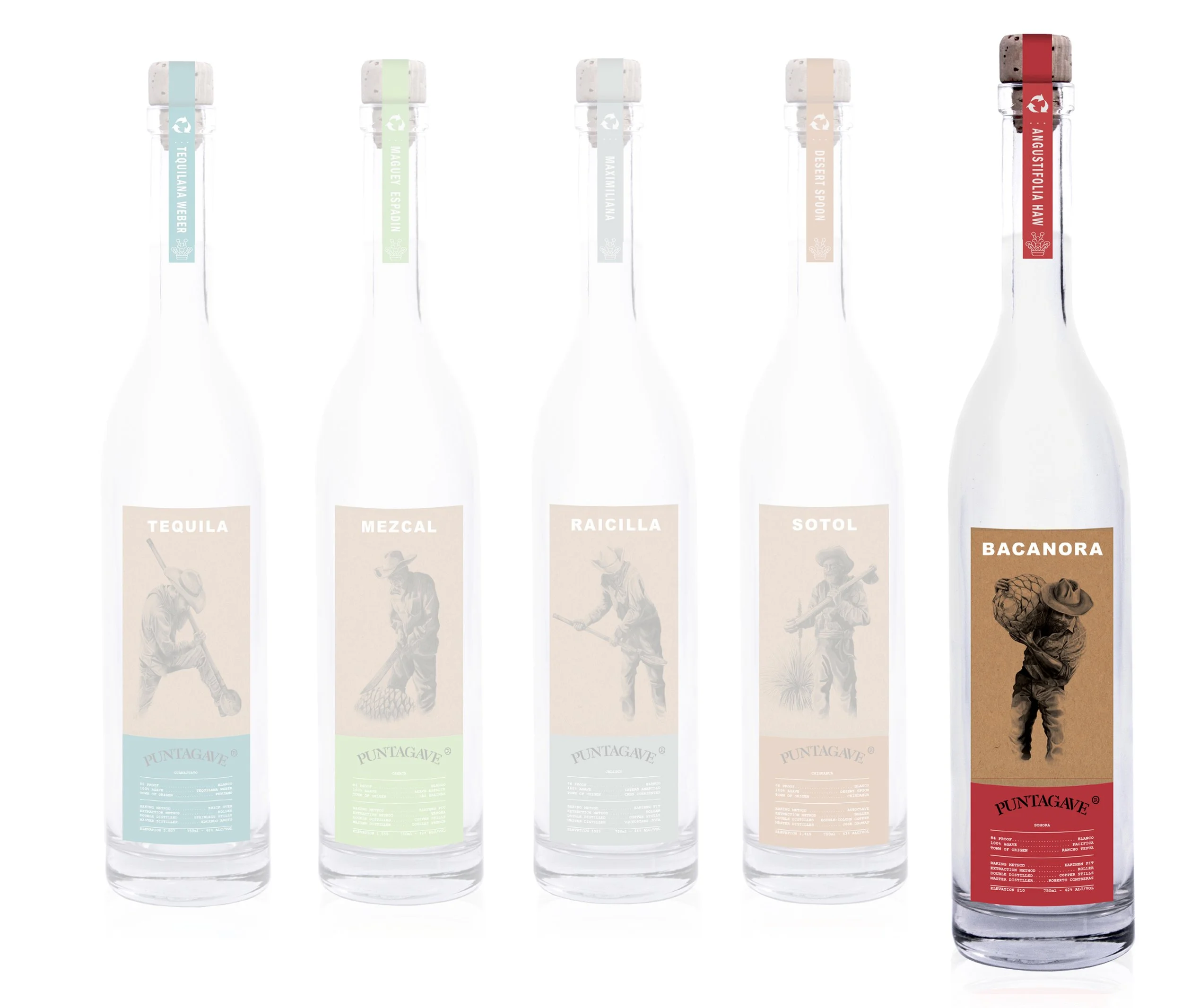PUNTAGAVE BACANORA — %AGAVE SPIRITS OF MEXICO