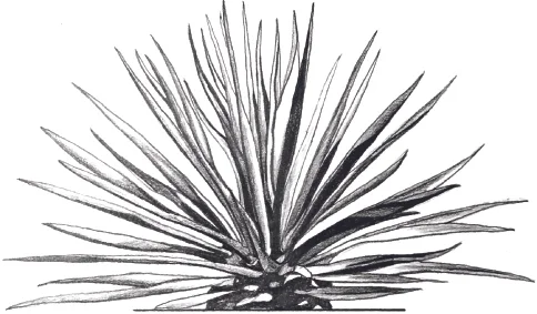 PUNTAGAVE RUSTICO — %AGAVE SPIRITS OF MEXICO