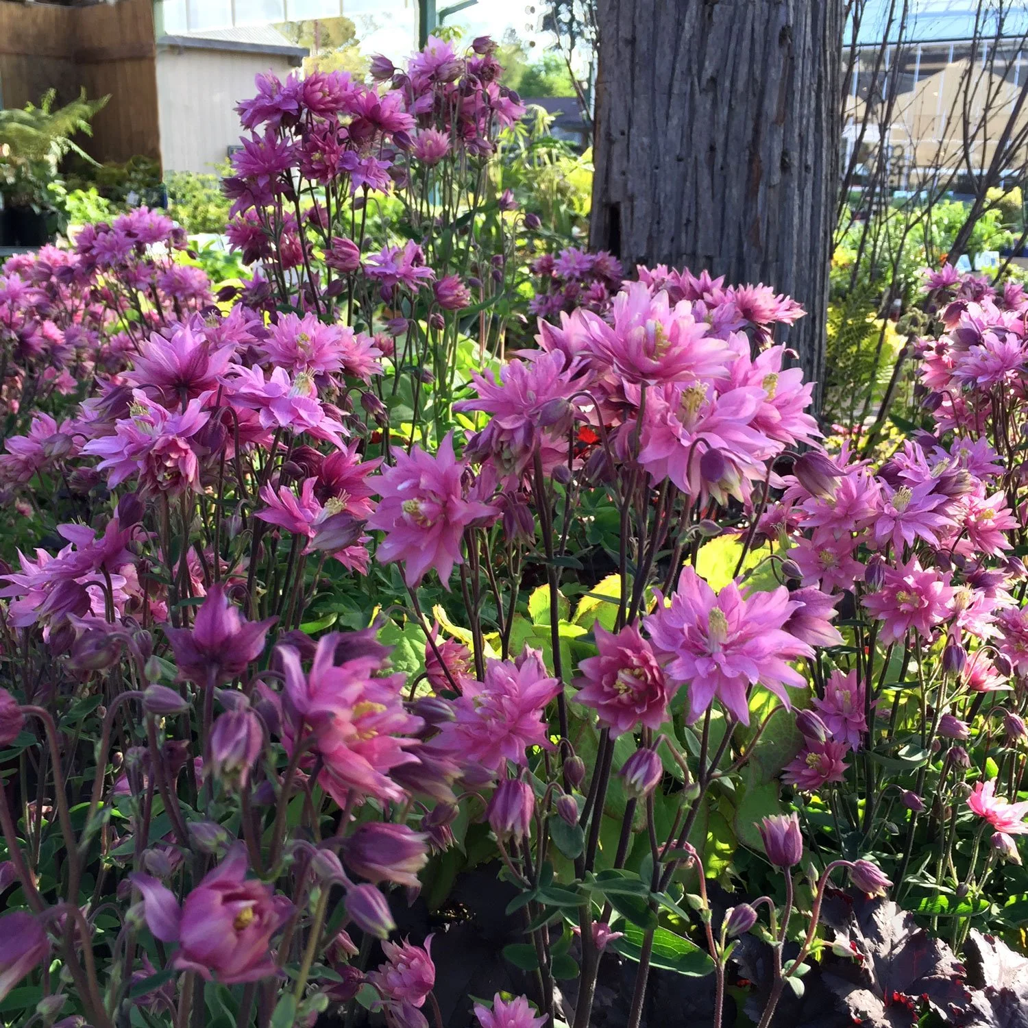 Flowers for Partial Shade — Seattle's Favorite Garden Store Since 1924 ...