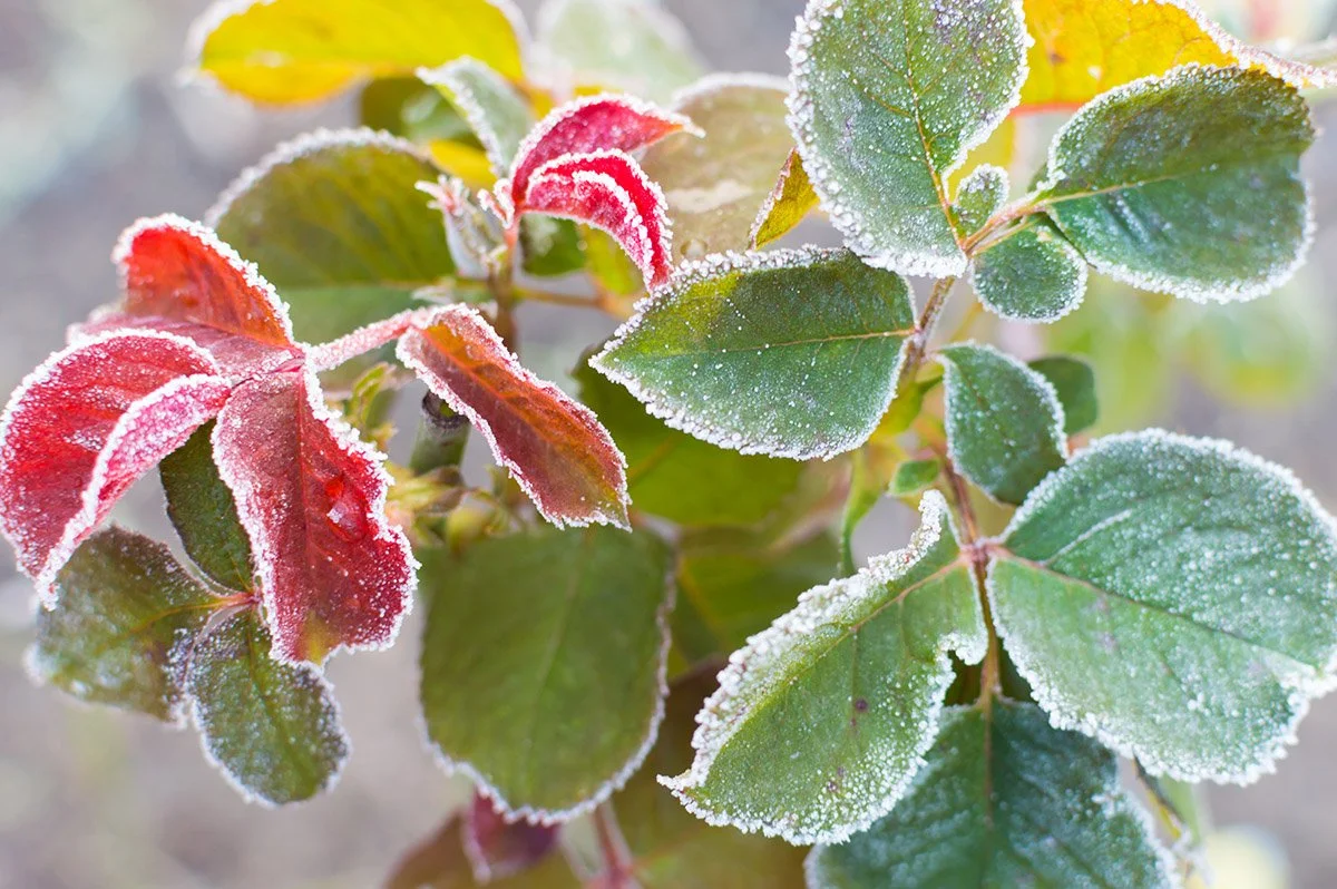 Protecting Your Garden Plants From the Cold — Seattle's Favorite Garden ...