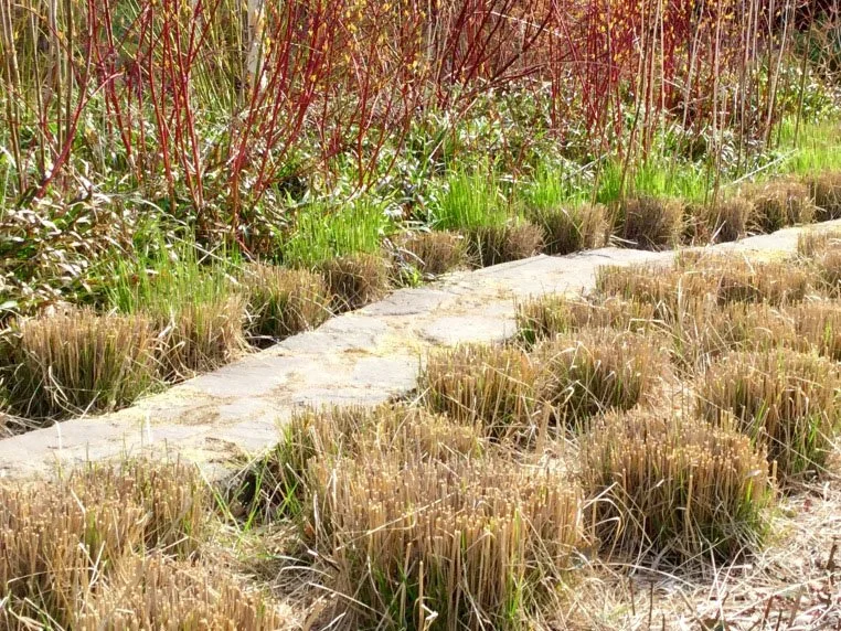 Pruning Calendar — Seattle's Favorite Garden Store Since 1924 ...