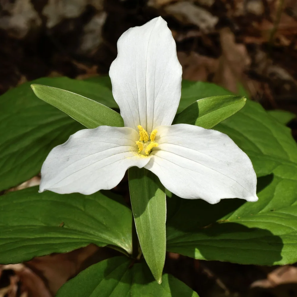 Flowers for Shade Gardens — Seattle's Favorite Garden Store Since 1924 ...
