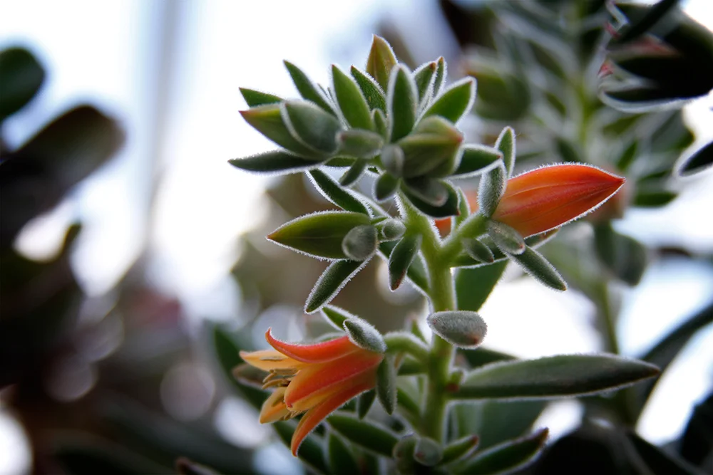 Indoor Plants — Seattle's Favorite Garden Store Since 1924 - Swansons ...