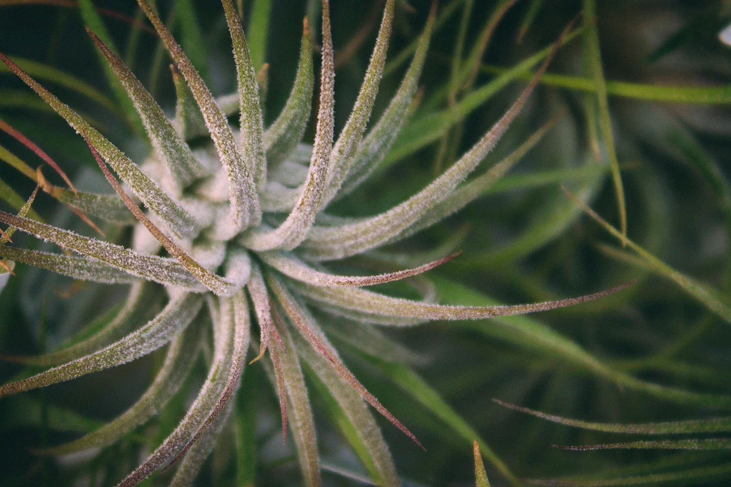 Indoor Plants — Seattle's Favorite Garden Store Since 1924 - Swansons ...