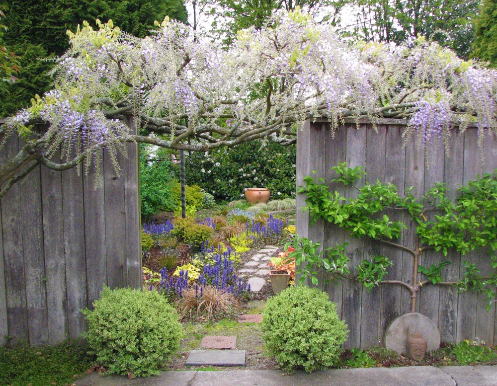 Promoting Wisteria Bloom Part 2 A Three Year Plan Seattle s 