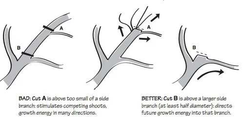 Pruning Ornamental Trees — Seattle's Favorite Garden Store Since 1924 ...