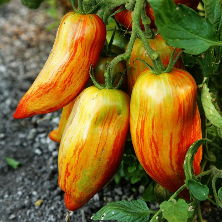 7 Awesome Tomato Varieties Everyone Should Grow (At Least Once ...