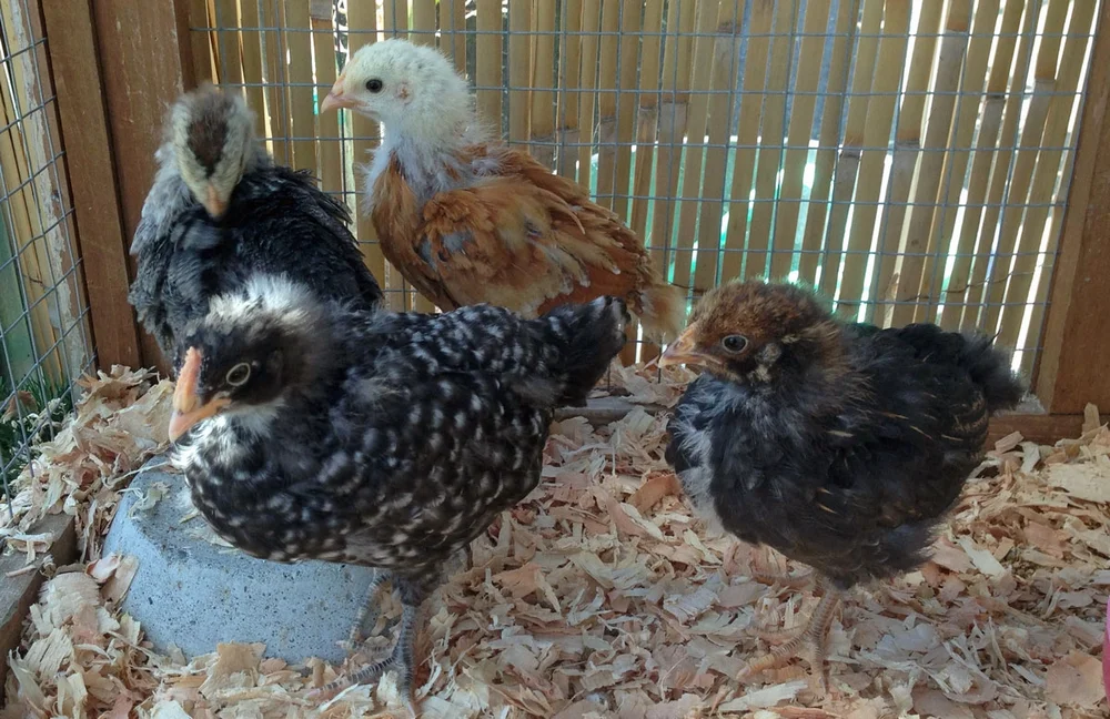 Just Hatched 2015: A Swansons Chick Update — Seattle's Favorite Garden ...