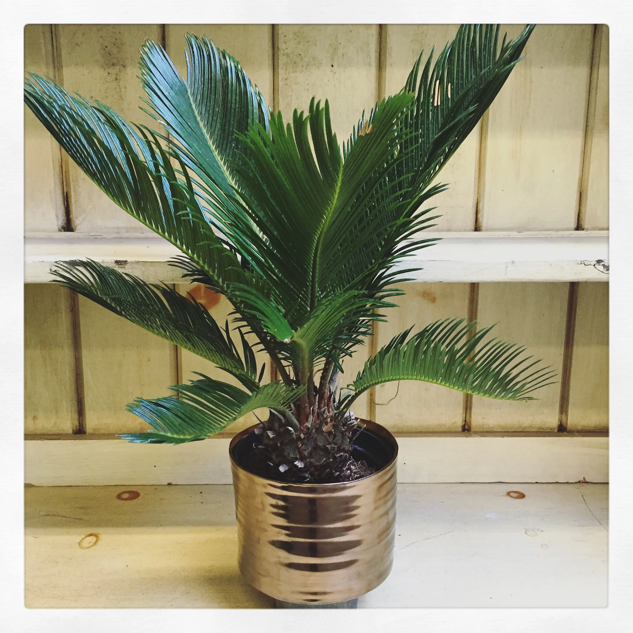 Indoor Plants For All Light Levels — Seattle's Favorite Garden Store ...