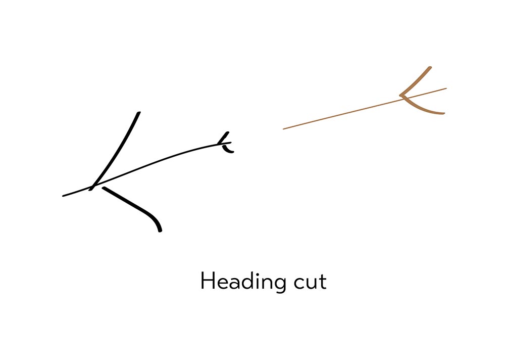 Pruning 101 — Seattle's Favorite Garden Store Since 1924 - Swansons Nursery