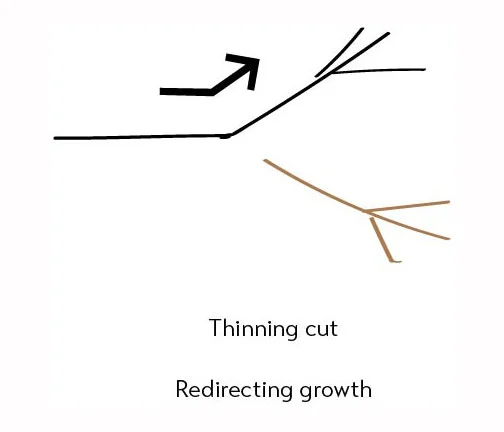 Pruning 101 — Seattle's Favorite Garden Store Since 1924 - Swansons Nursery