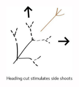 Pruning 101 — Seattle's Favorite Garden Store Since 1924 - Swansons Nursery