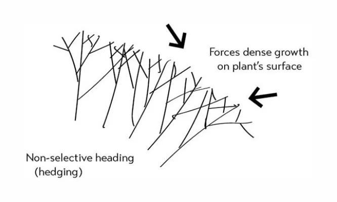 Pruning 101 — Seattle's Favorite Garden Store Since 1924 - Swansons Nursery