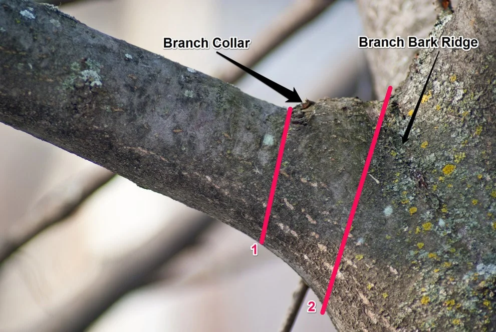 Spring Pruning Pt. 2: Thinning — Seattle's Favorite Garden Store Since ...