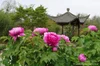 Planting and Caring for Peonies — Seattle's Favorite Garden Store Since ...