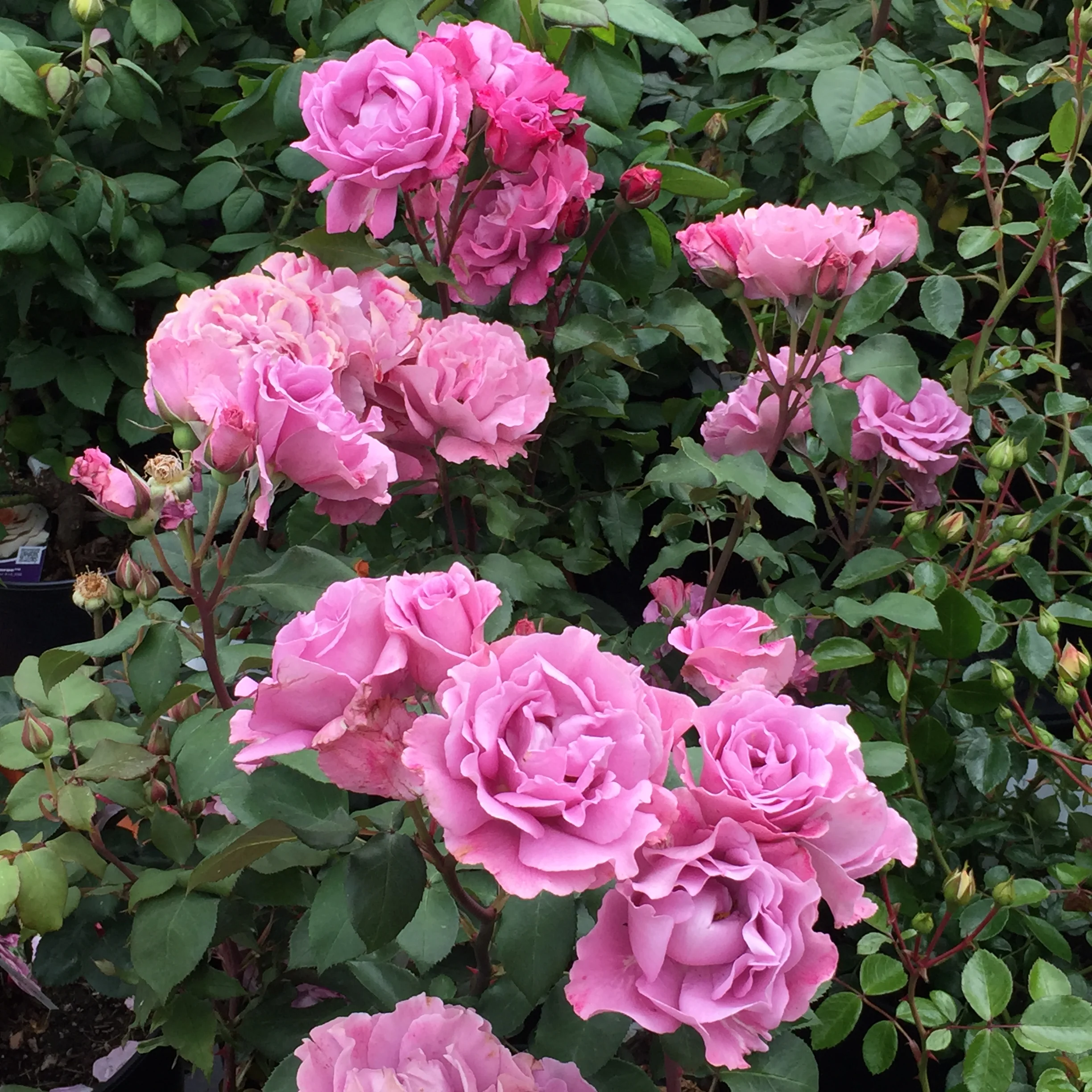 How to Grow Roses in the Pacific Northwest — Seattle's Favorite Garden ...