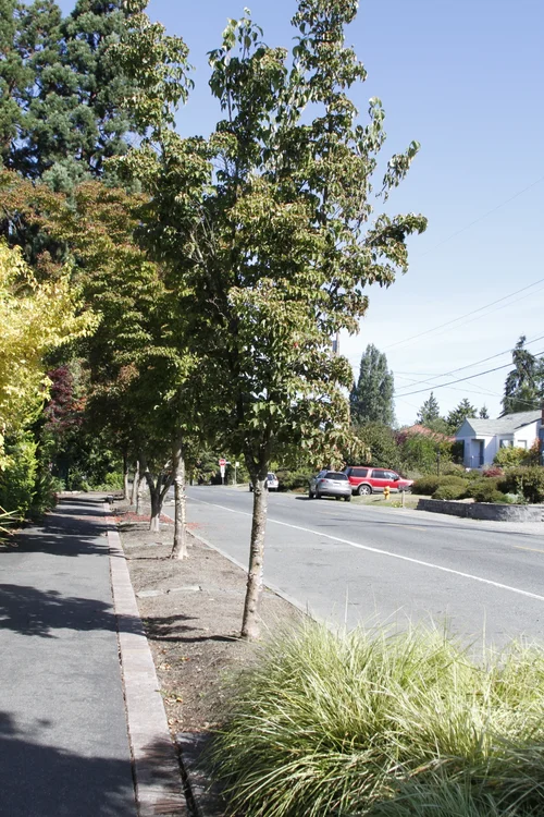 Planting a Parking Strip Garden — Seattle's Favorite Garden Store Since ...