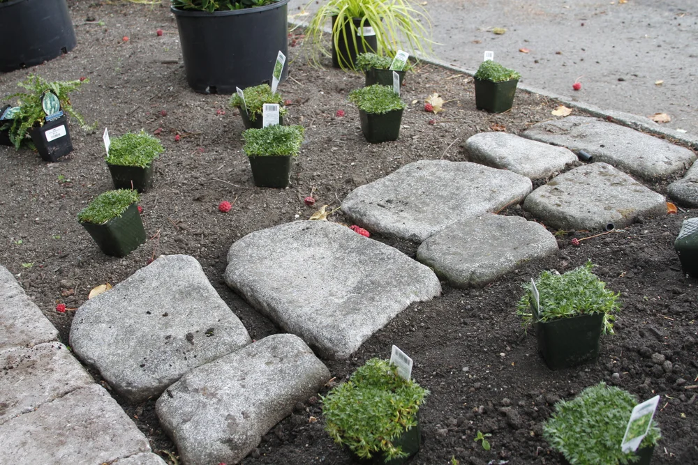 Planting a Parking Strip Garden — Seattle's Favorite Garden Store Since ...