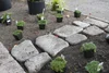 Planting a Parking Strip Garden — Seattle's Favorite Garden Store Since ...