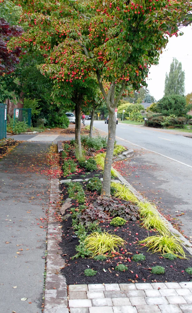 Planting a Parking Strip Garden — Seattle's Favorite Garden Store Since ...