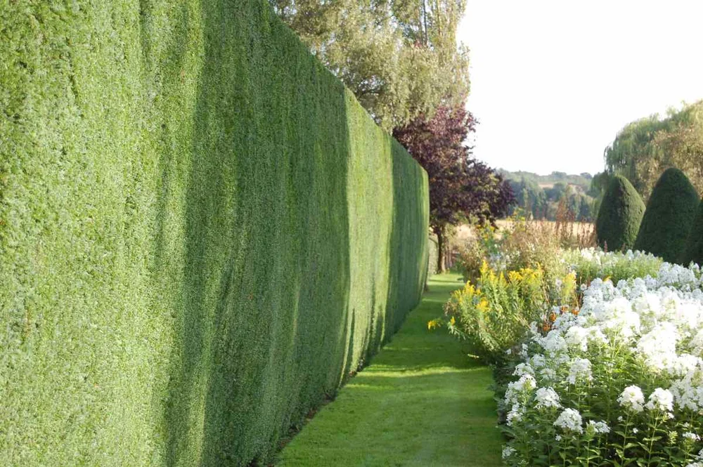 Creative Screening Plants for Privacy — Seattle's Favorite Garden Store ...