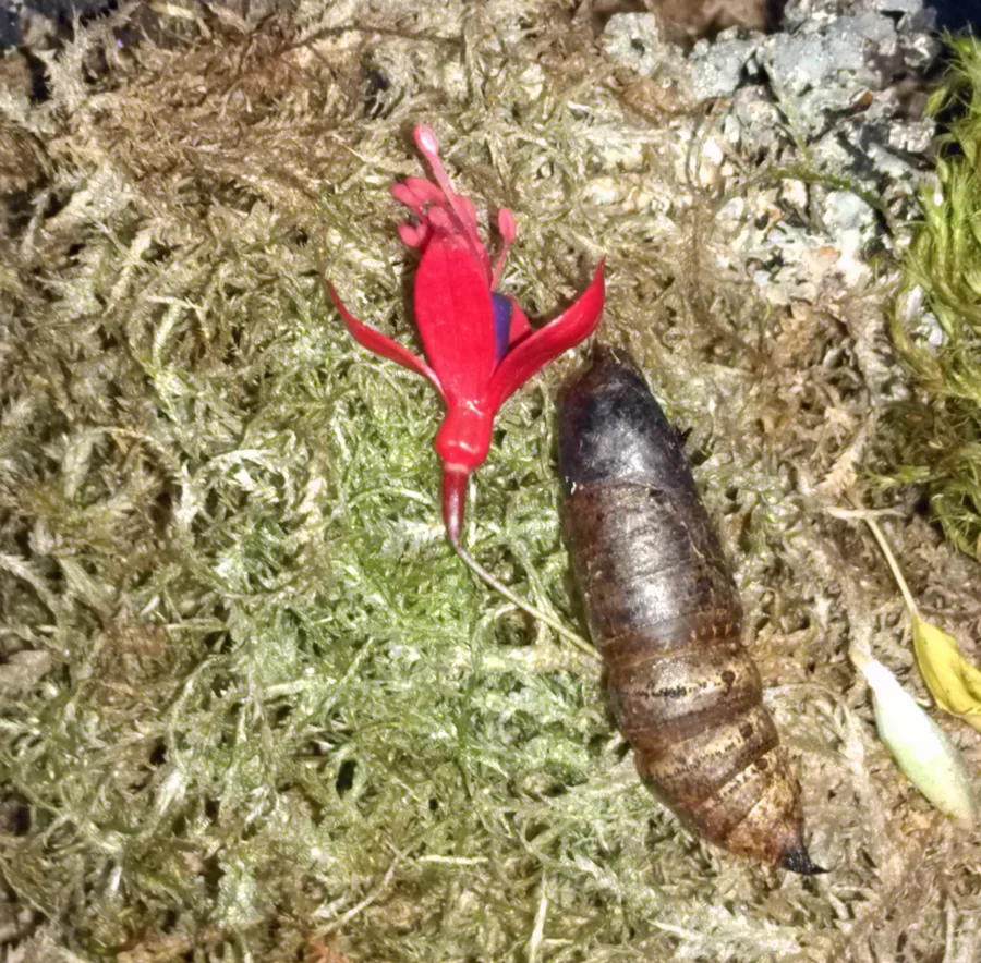 Mothering a Moth — Seattle's Favorite Garden Store Since 1924 ...