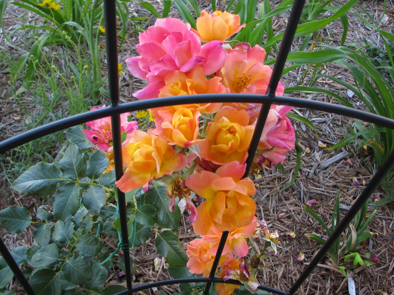 My Favorite Roses — Seattle's Favorite Garden Store Since 1924 ...