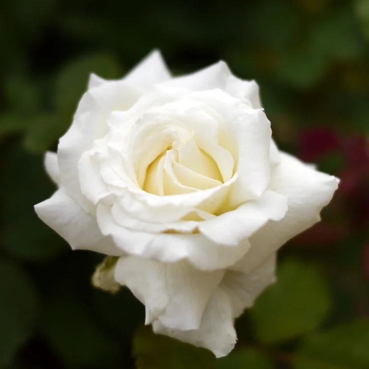 My Favorite Roses — Seattle's Favorite Garden Store Since 1924 ...