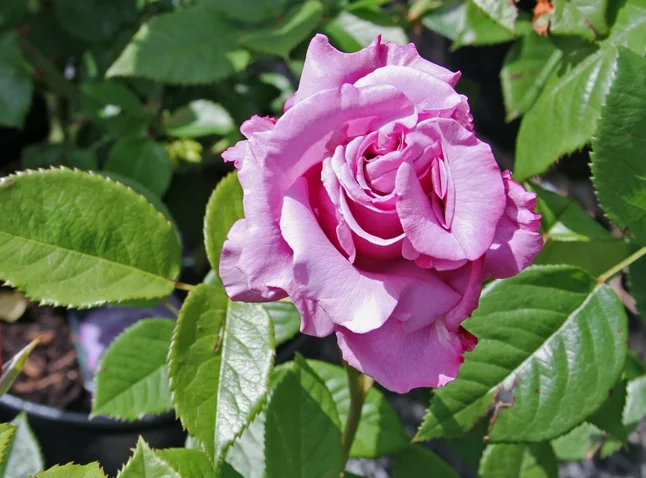 My Favorite Roses — Seattle's Favorite Garden Store Since 1924 ...
