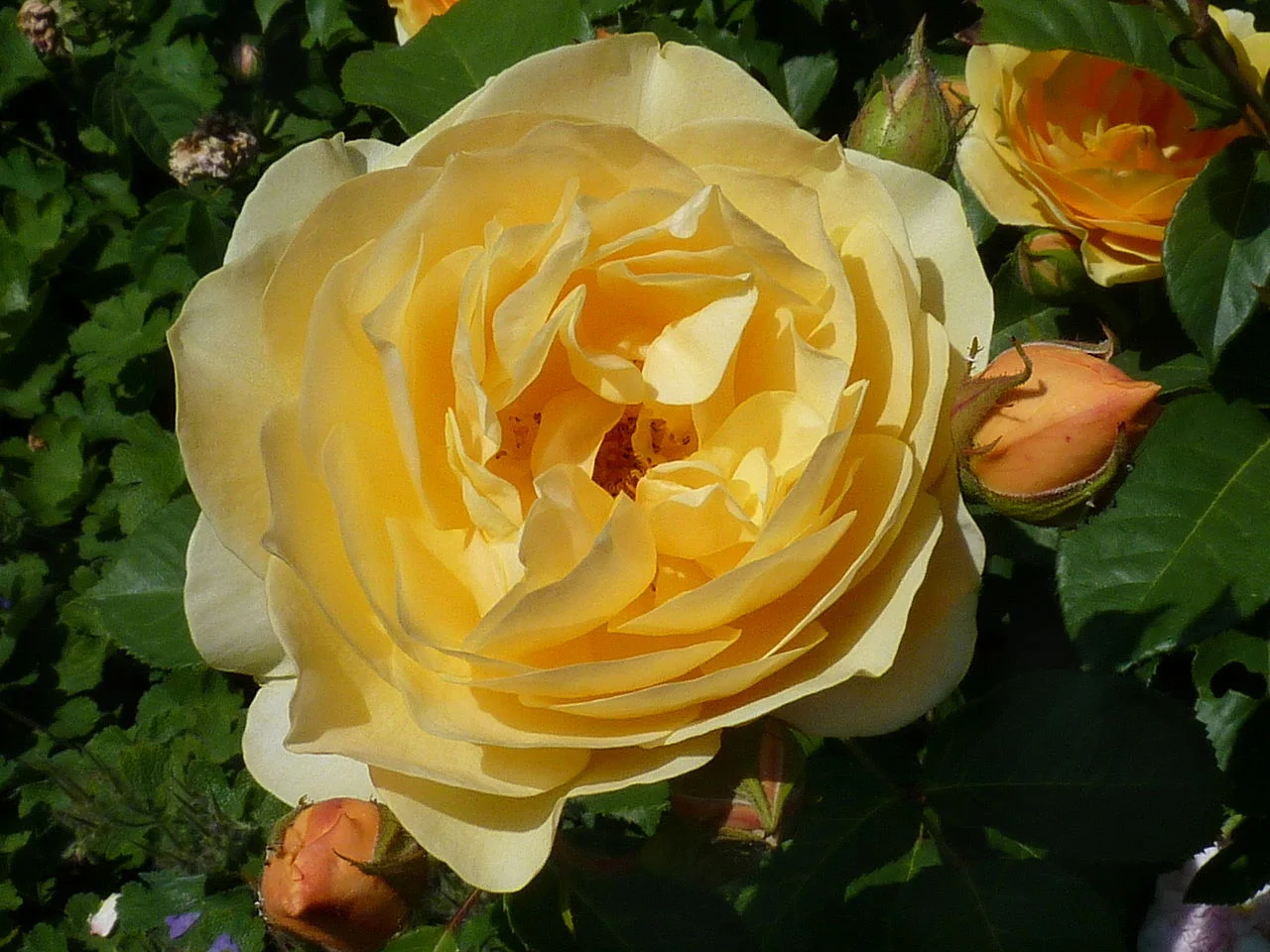 My Favorite Roses — Seattle's Favorite Garden Store Since 1924 ...