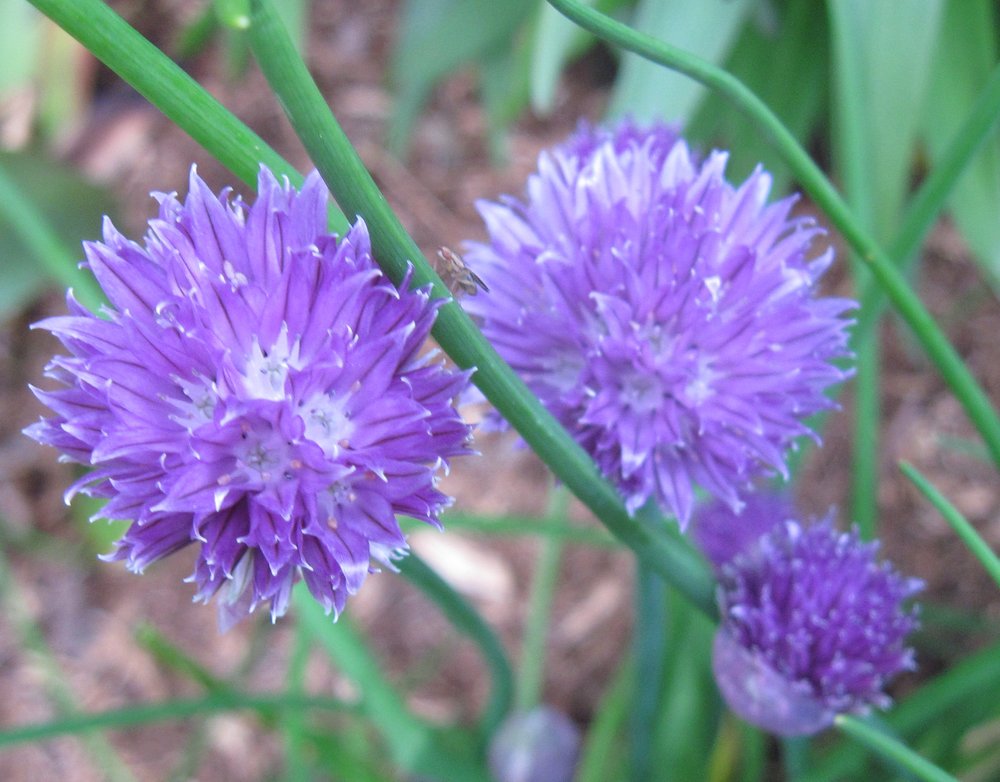 Chive Talkin’ — Seattle's Favorite Garden Store Since 1924 - Swansons ...