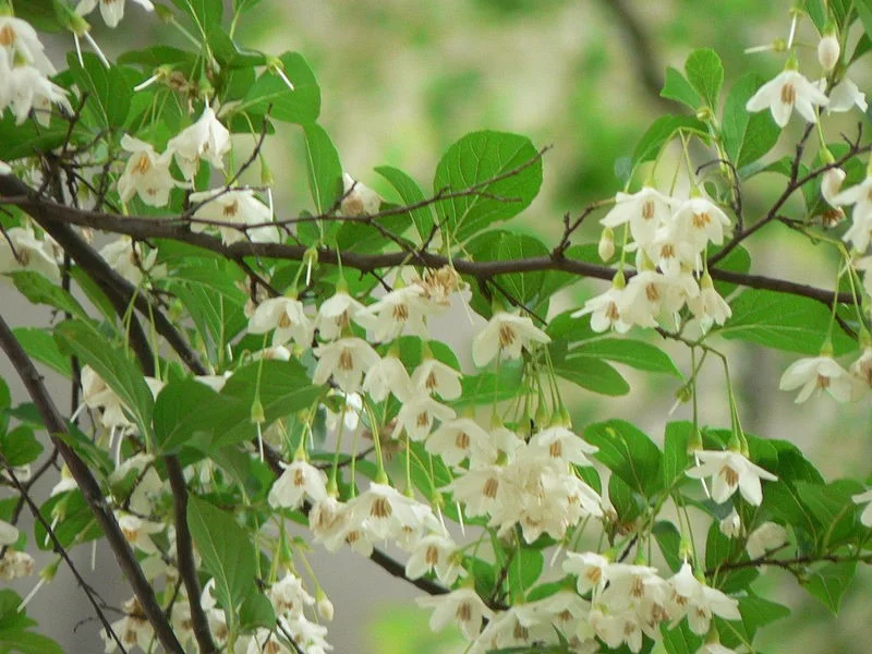 Street Life: Choosing & Planting Street Trees — Seattle's Favorite ...