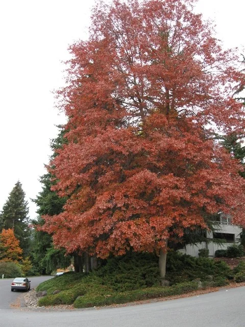 Street Life: Choosing & Planting Street Trees — Seattle's Favorite ...