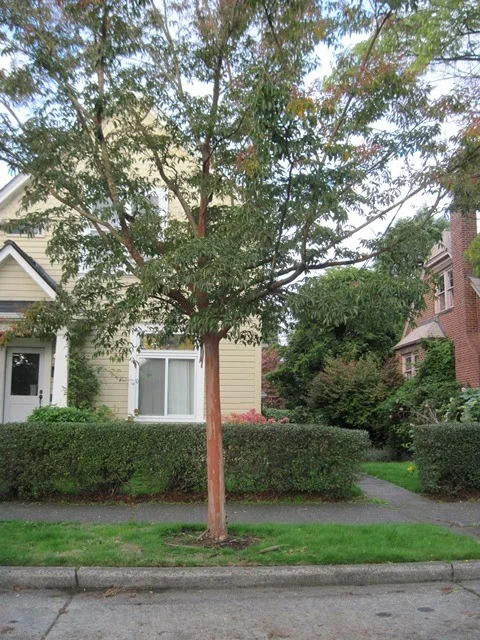 Street Life: Choosing & Planting Street Trees — Seattle's Favorite ...