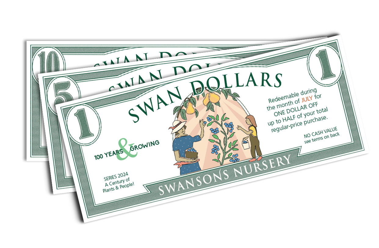 A Brief History of Swan Dollars — Seattle's Favorite Garden Store Since ...