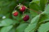 Growing Strawberries in the Pacific Northwest — Seattle's Favorite ...