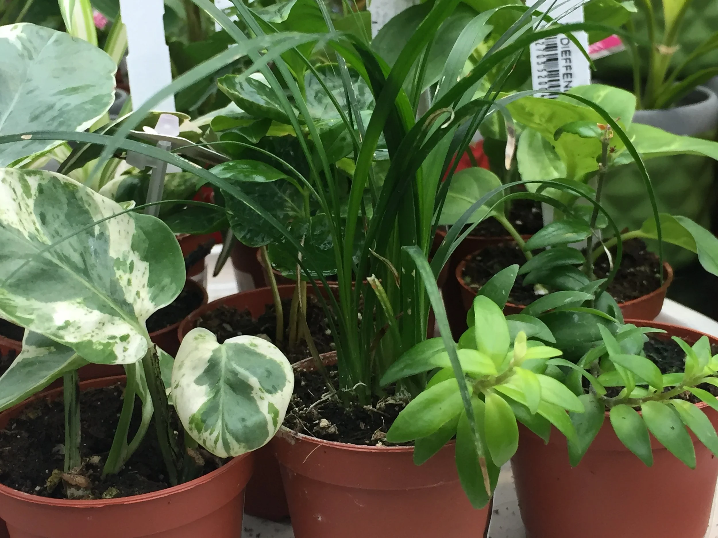 Indoor Plants — Seattle's Favorite Garden Store Since 1924 - Swansons ...