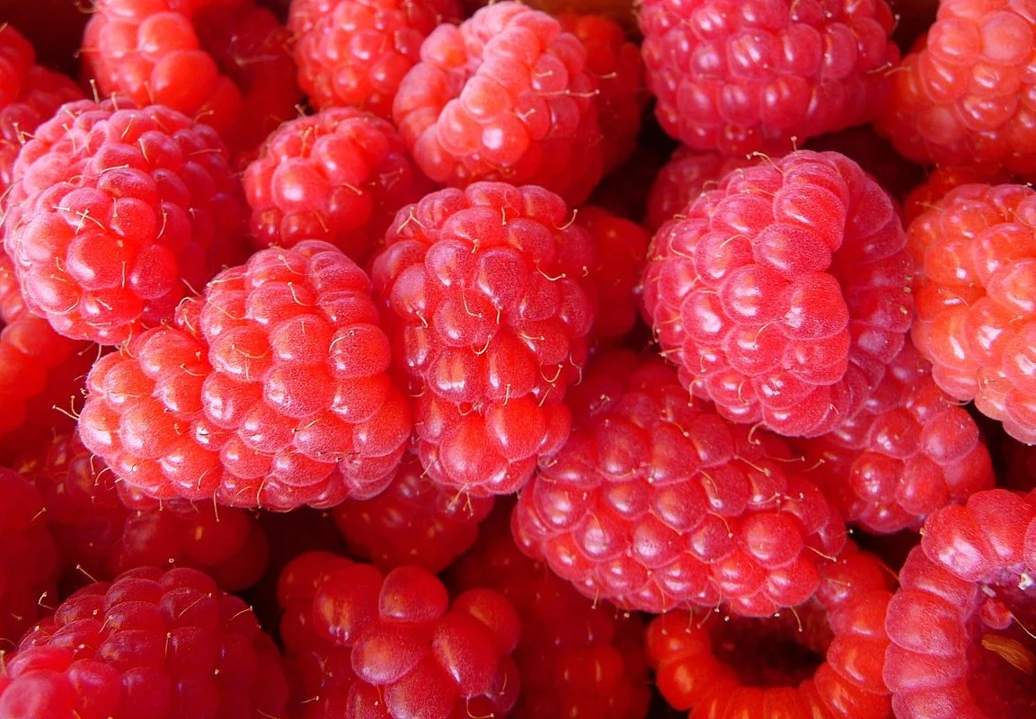 Growing Small Fruits & Berries in the PNW — Seattle's Favorite Garden ...