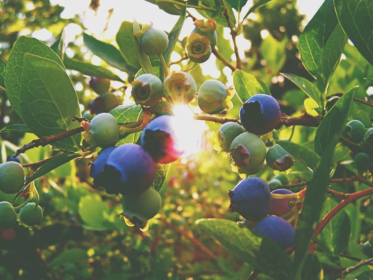 Growing Small Fruits & Berries in the PNW — Seattle's Favorite Garden ...