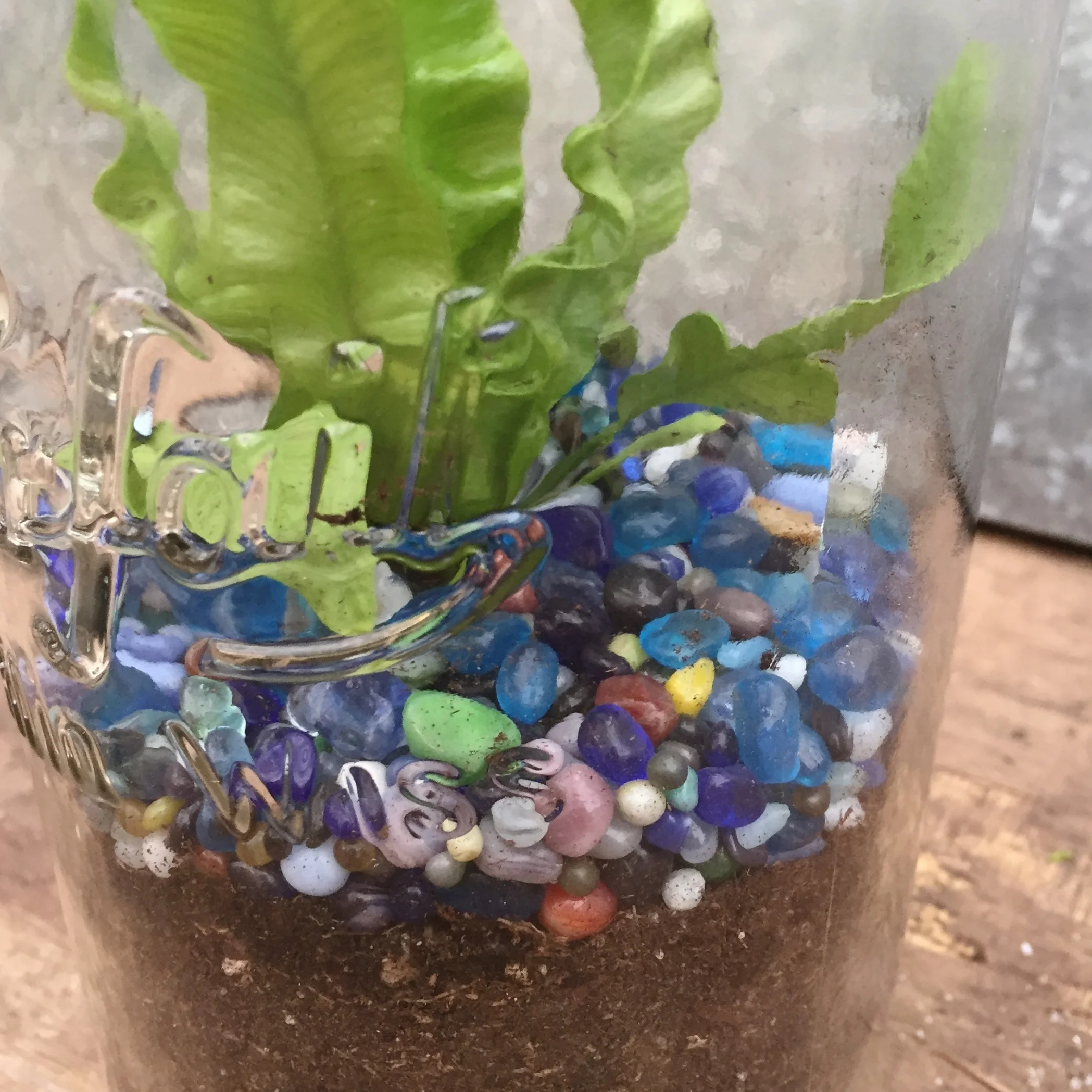 Terrariums for Kids — Seattle's Favorite Garden Store Since 1924 ...