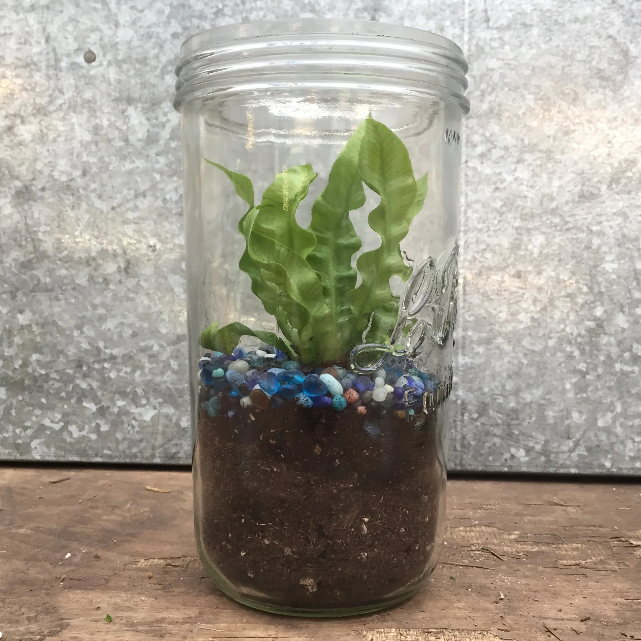 Terrariums for Kids — Seattle's Favorite Garden Store Since 1924 ...