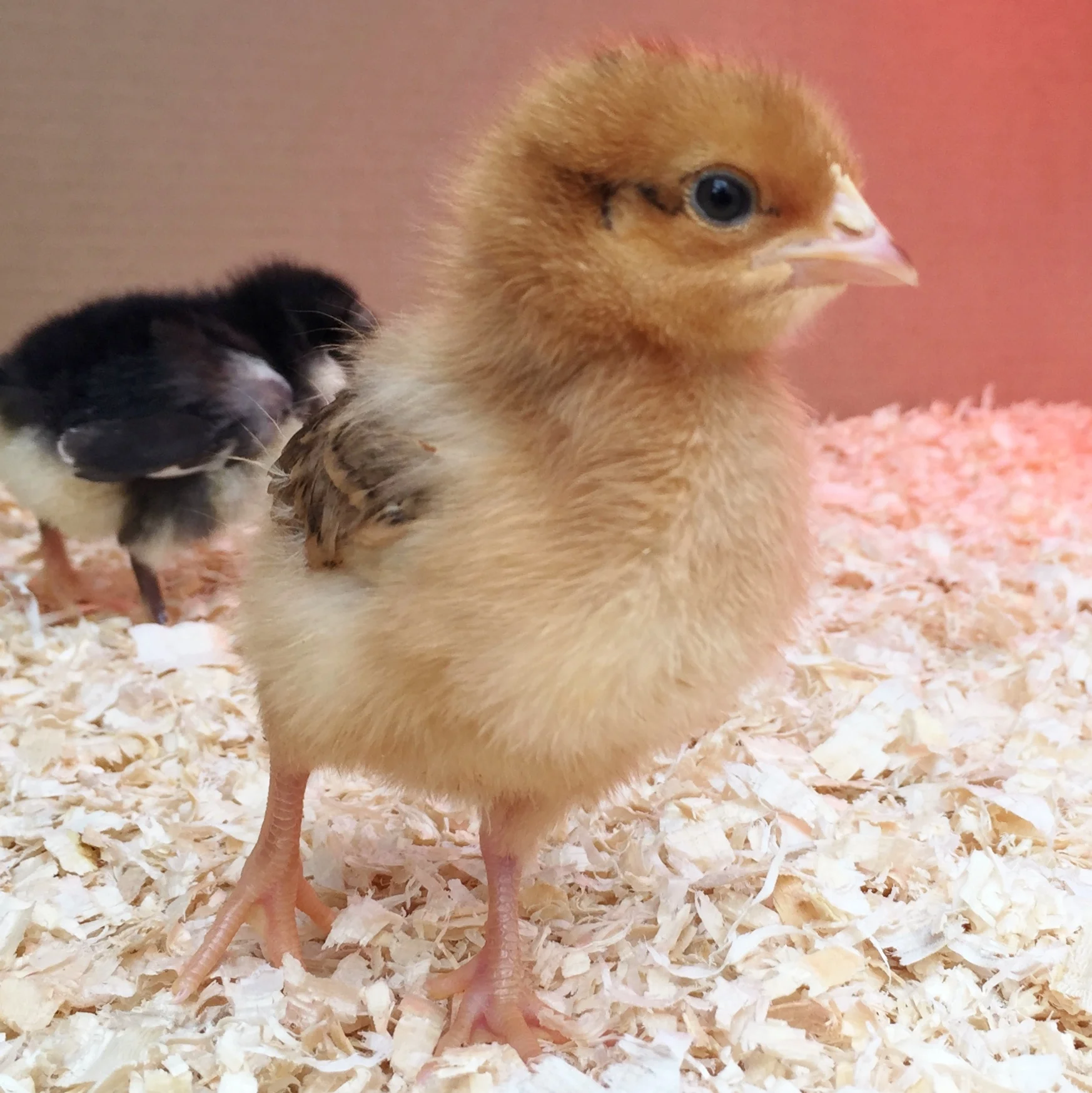 Just Hatched 2018: Swansons' Chick Update — Seattle's Favorite Garden ...