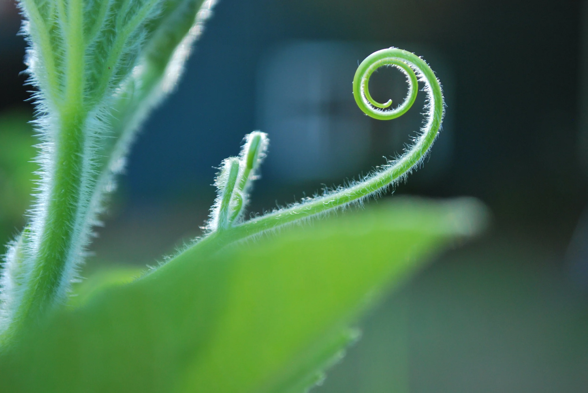 Growing Warm-Season Vegetables in the Pacific Northwest — Seattle's ...