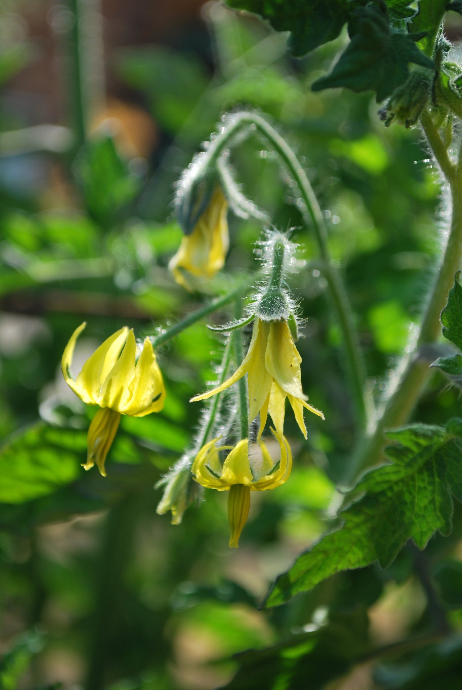 Growing Warm-Season Vegetables in the Pacific Northwest — Seattle's ...