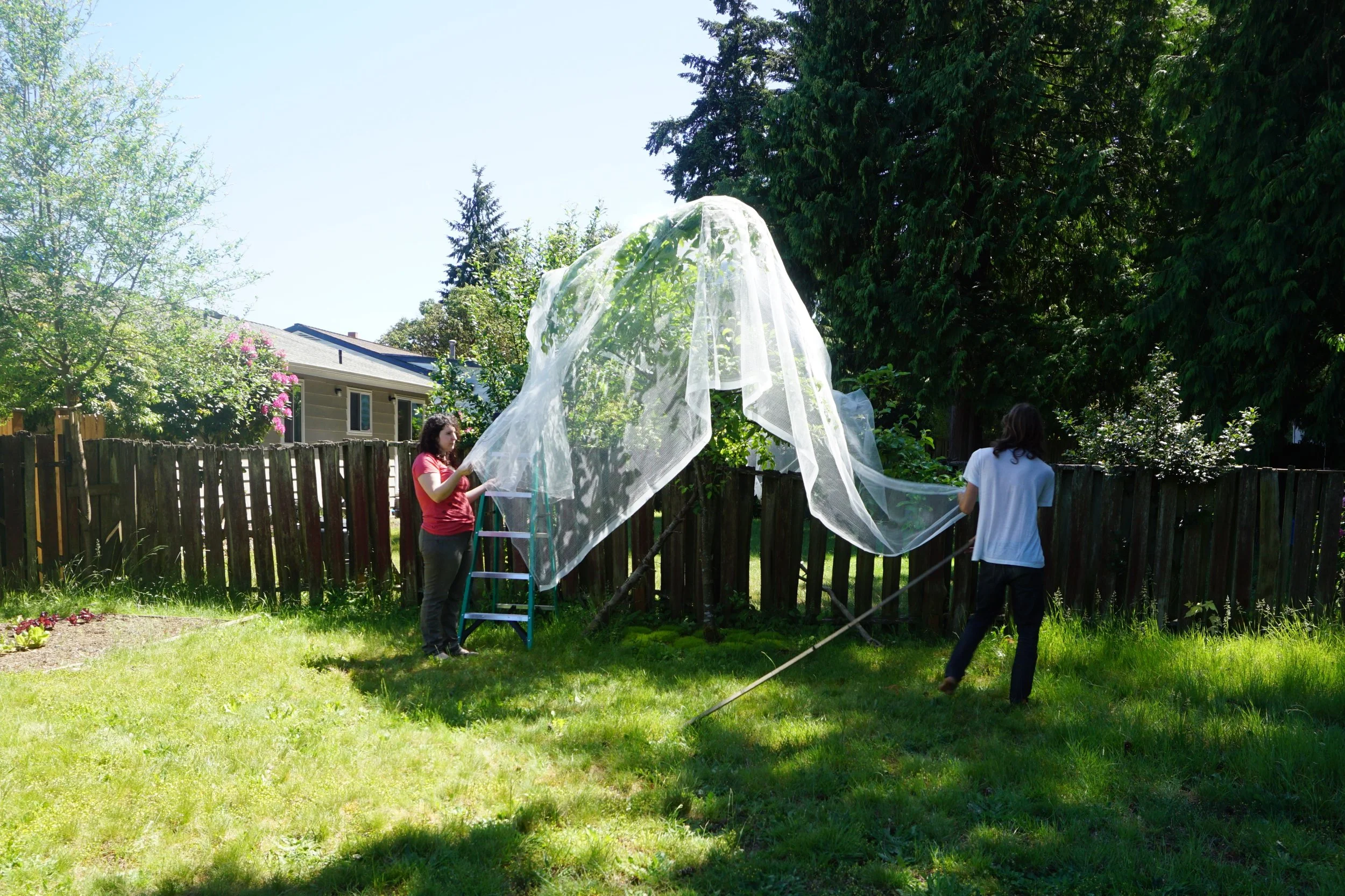 Using Netting For Better Fruit Harvests — Seattle's Favorite Garden ...