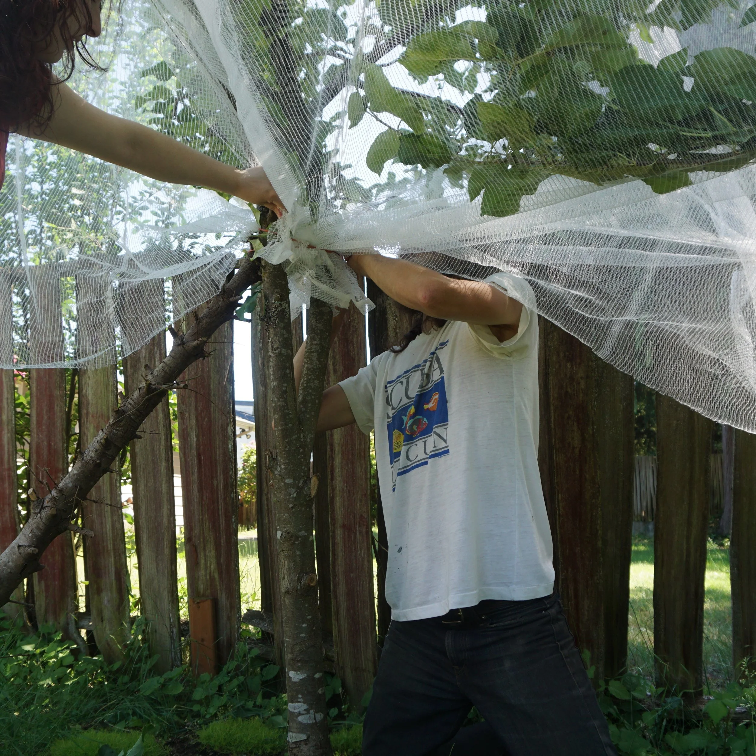 Using Netting For Better Fruit Harvests — Seattle's Favorite Garden ...