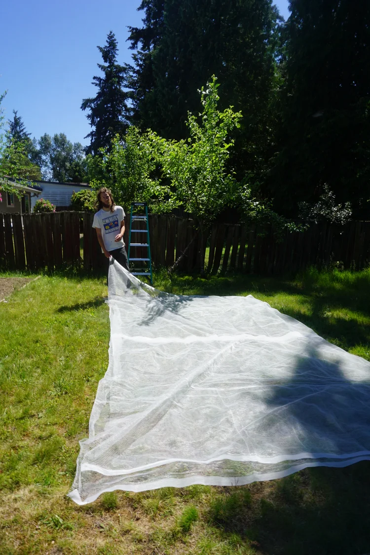 Using Netting For Better Fruit Harvests — Seattle's Favorite Garden ...