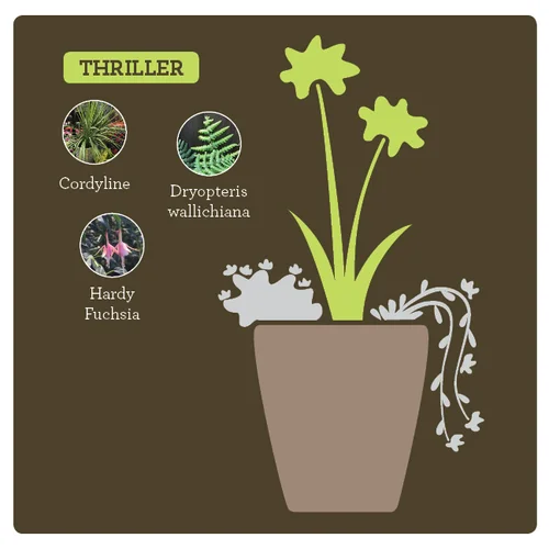 Container Design for Shade — Seattle's Favorite Garden Store Since 1924 ...