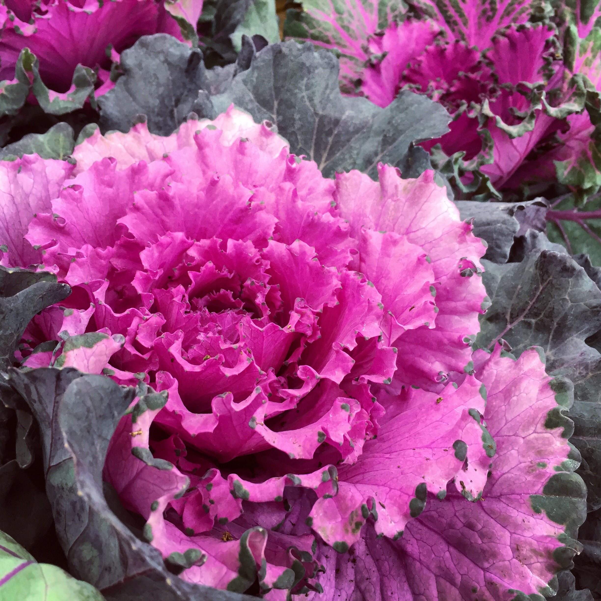 Refreshing Your Containers for Fall — Seattle's Favorite Garden Store ...